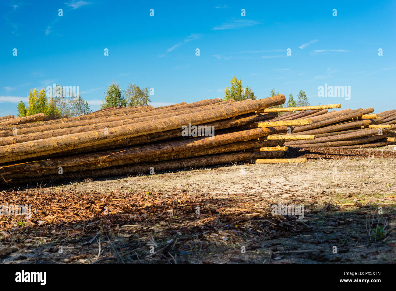 Peeled logs lying in piles on the ground on a sunny day Stock Photo - Alamy