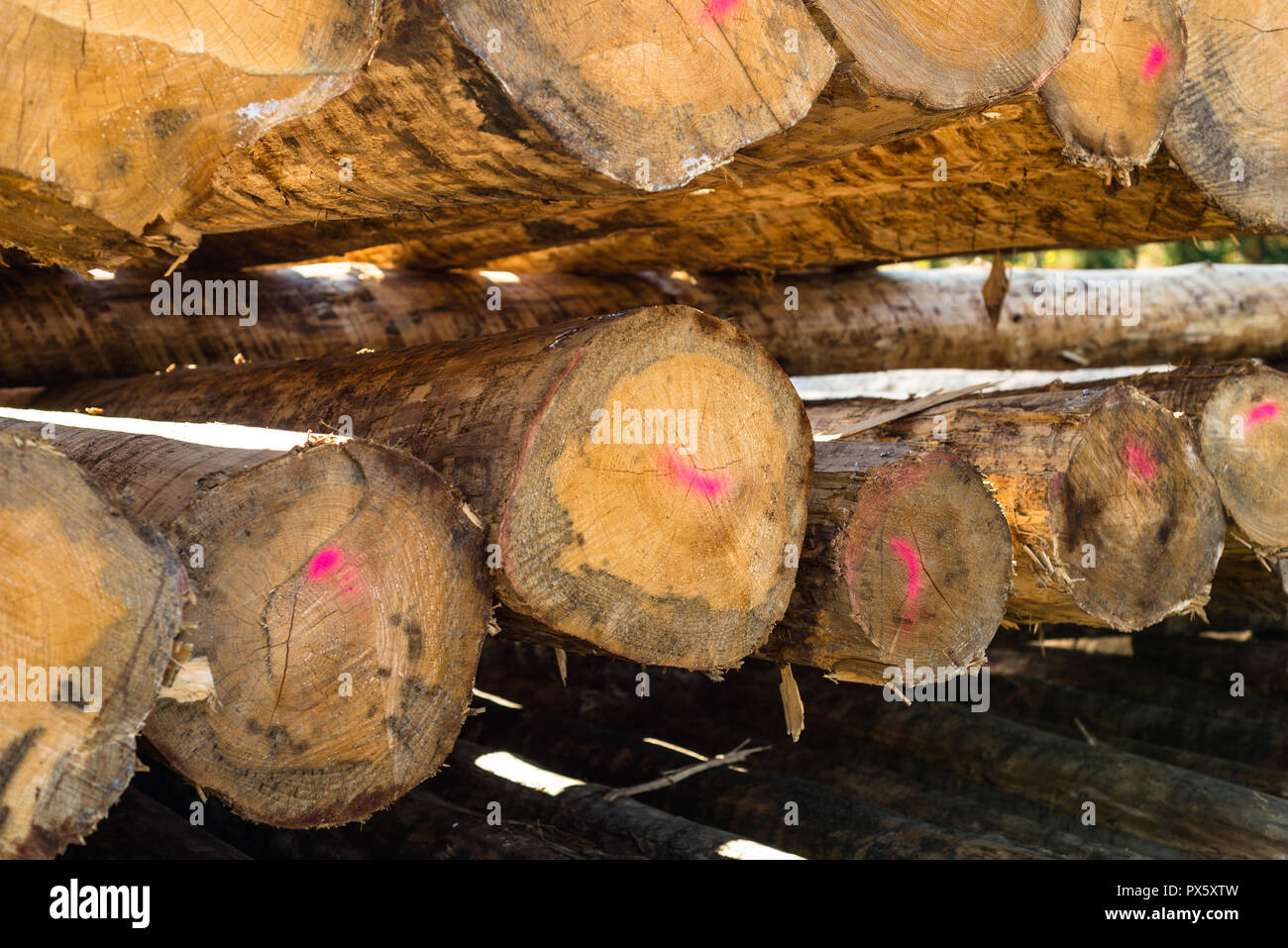 Stack Of Peeled Logs High Resolution Stock Photography and Images - Alamy