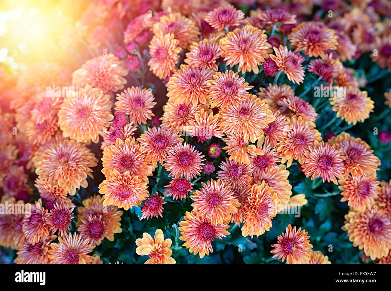 Flowers wall background , Wedding decoration, Floral gardening ...