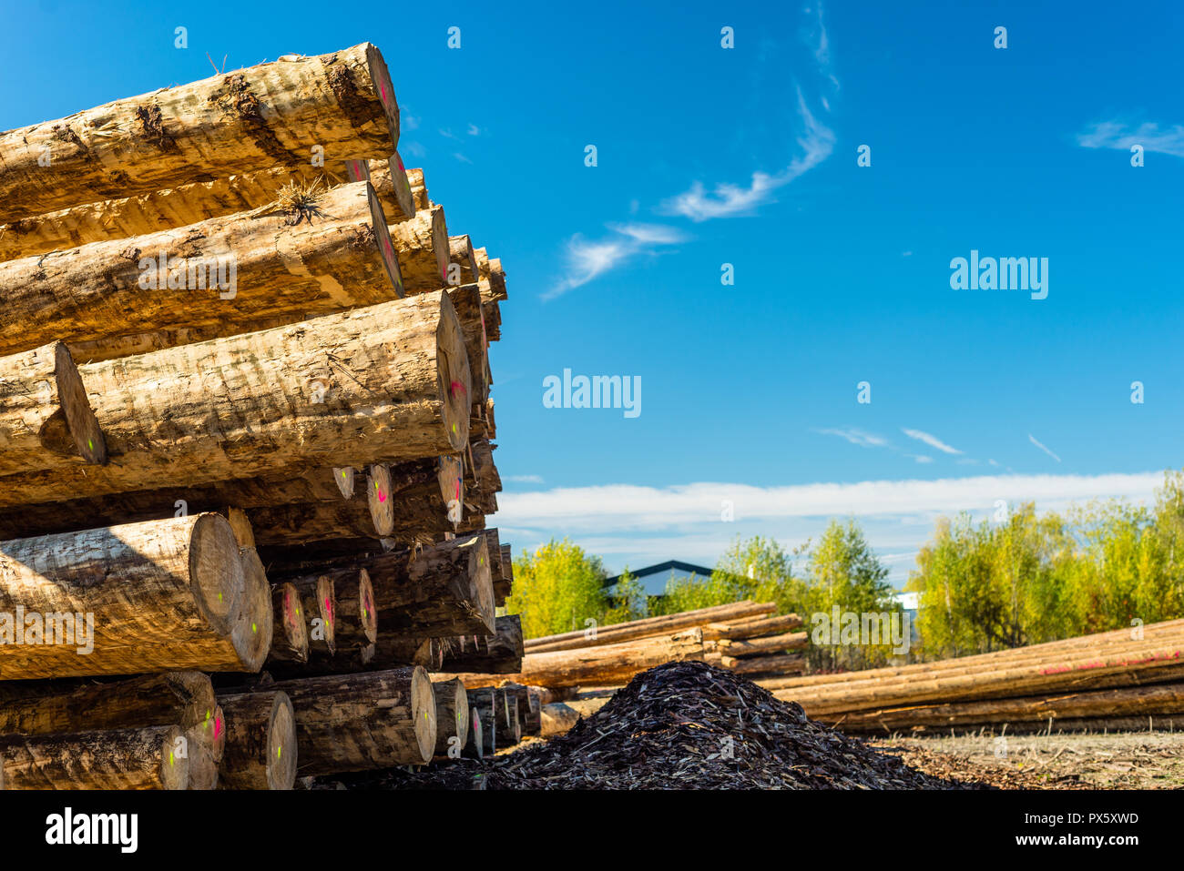 Peeled logs lying in piles on the ground on a sunny day Stock Photo - Alamy
