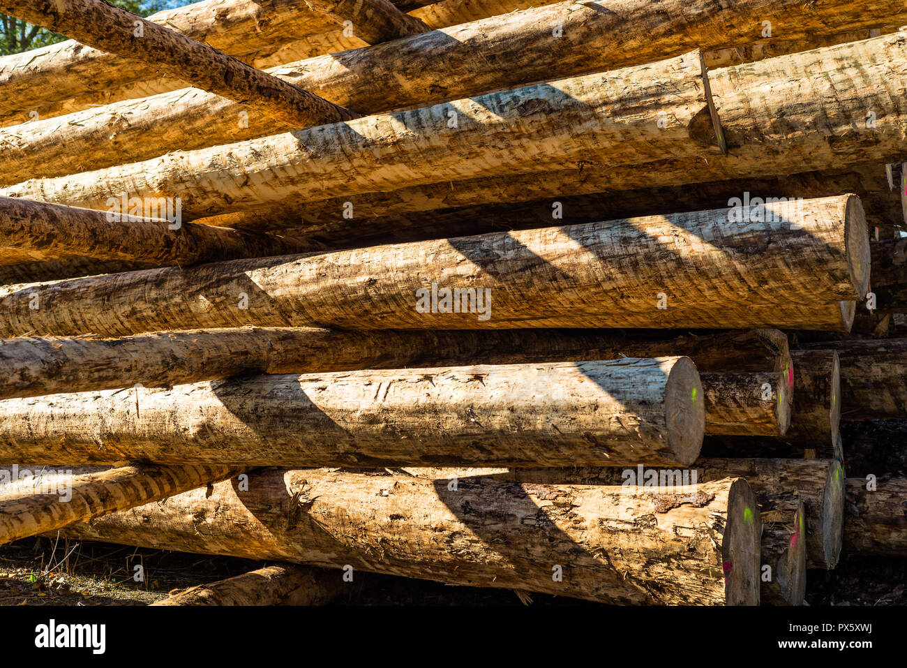 Peeled logs lying in piles on the ground on a sunny day Stock Photo - Alamy