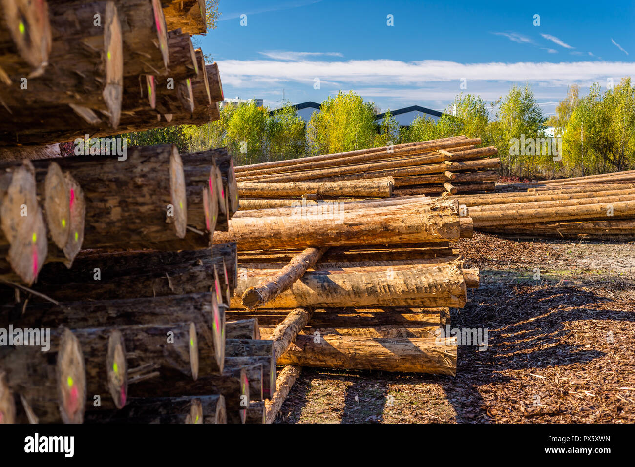 Peeled logs lying in piles on the ground on a sunny day Stock Photo - Alamy