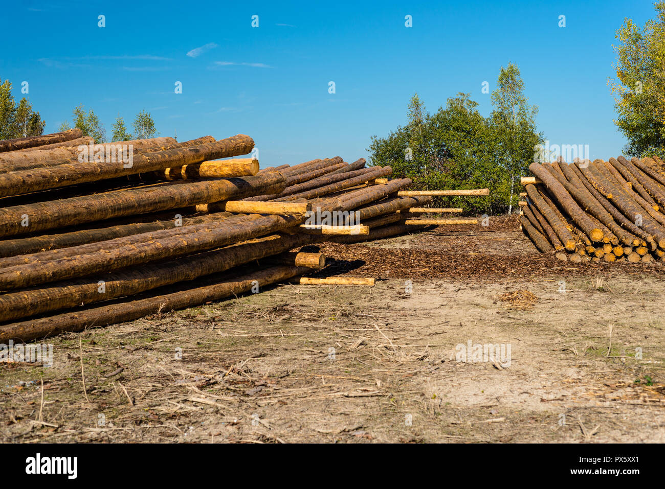 Peeled logs lying in piles on the ground on a sunny day Stock Photo - Alamy