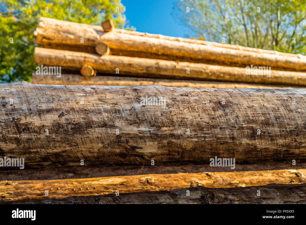 Peeled logs lying in piles on the ground on a sunny day Stock Photo - Alamy