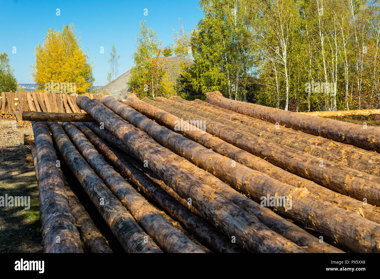 Peeled logs lying in piles on the ground on a sunny day Stock Photo - Alamy