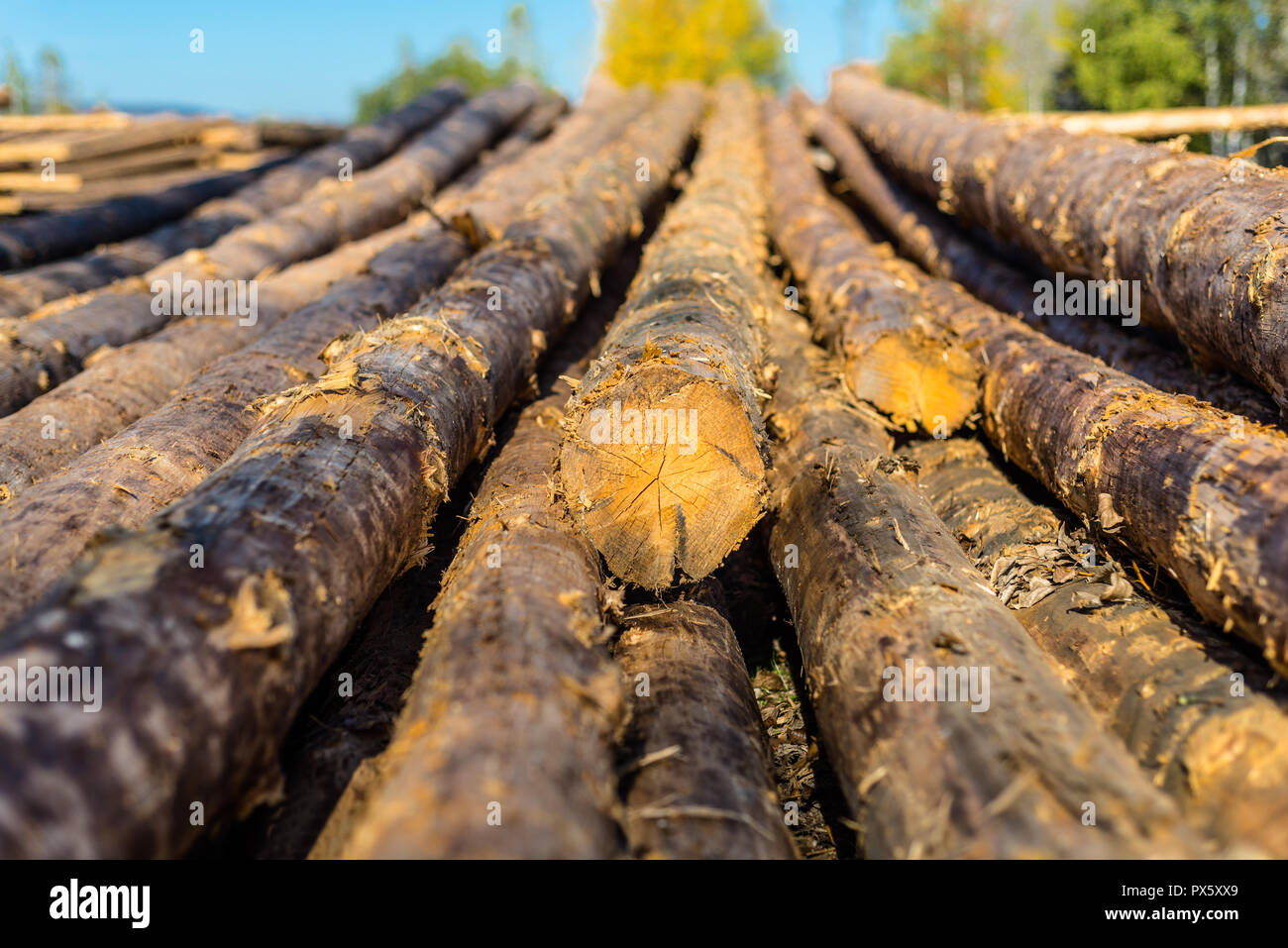 Peeled logs lying in piles on the ground on a sunny day Stock Photo - Alamy