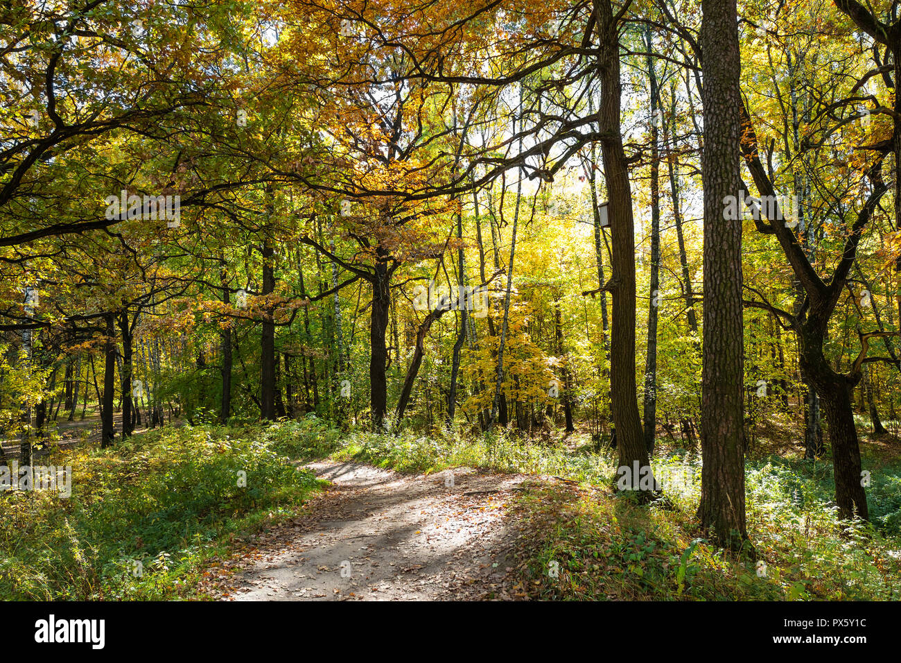 path between colorful trees in forest of urban park in sunny autumn day ...