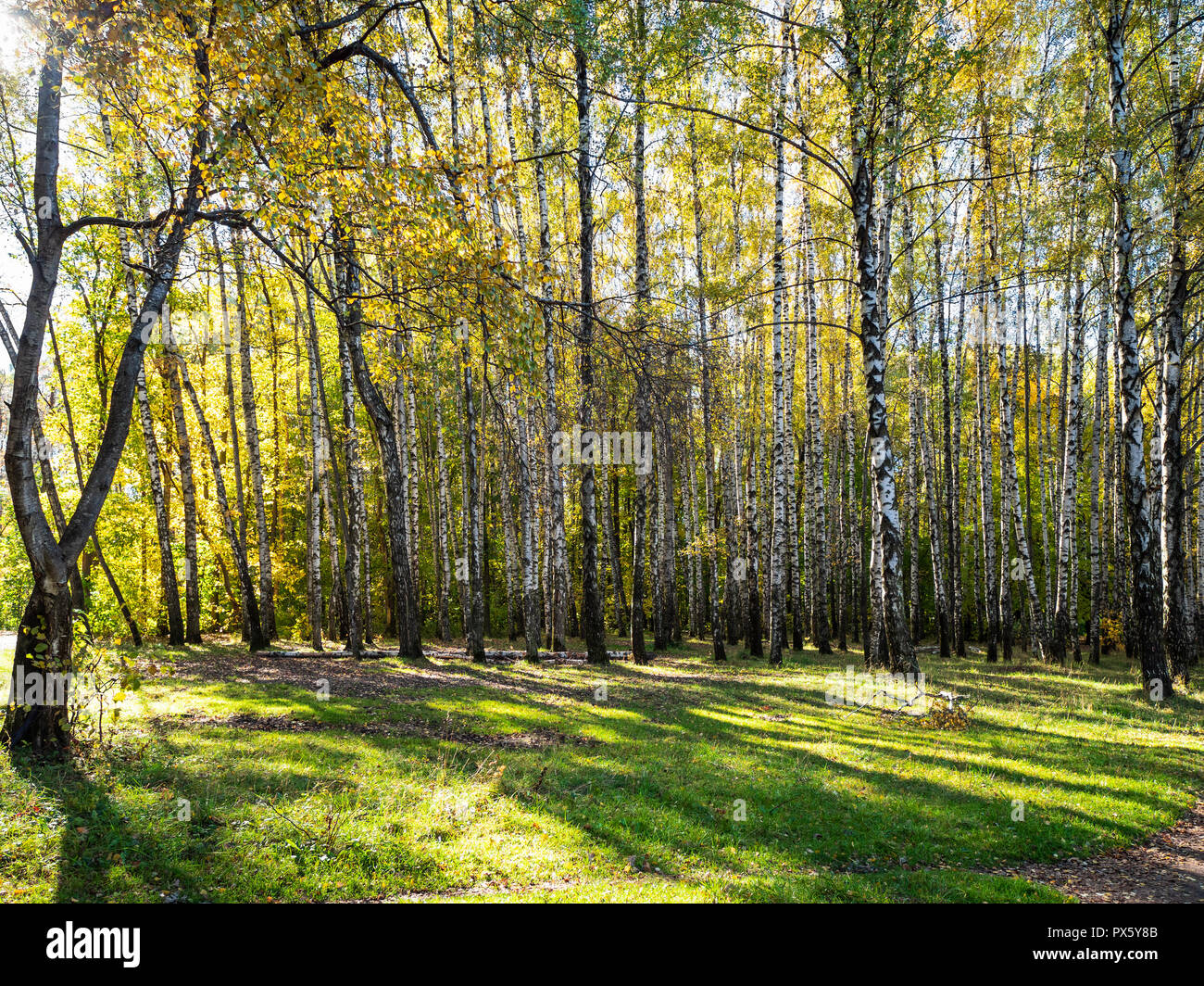 green meadow in birch grove of urban park in sunny autumn day Stock ...