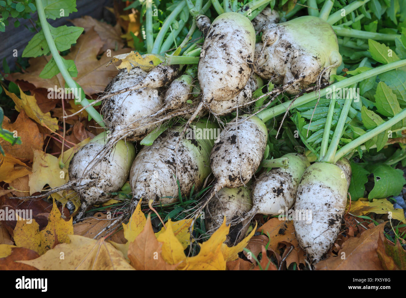 A bunch of chinese radishes in a pile after just being harvested from a ...