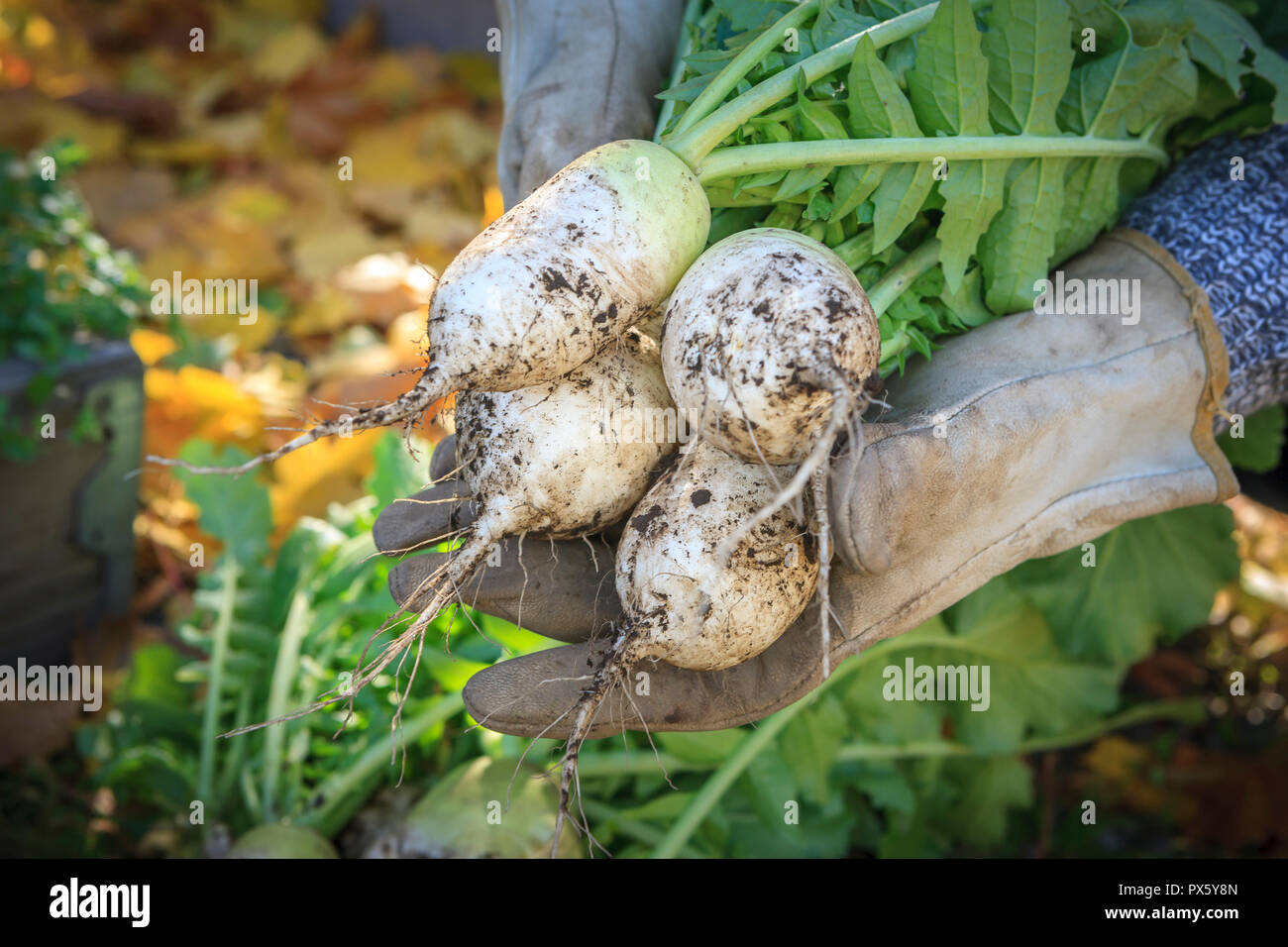Chinese radish hi-res stock photography and images - Alamy