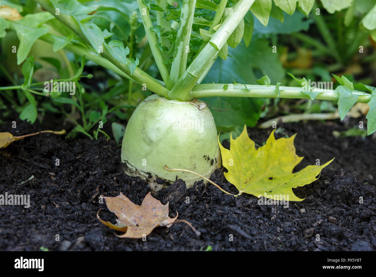 Chinese radish hi-res stock photography and images - Alamy