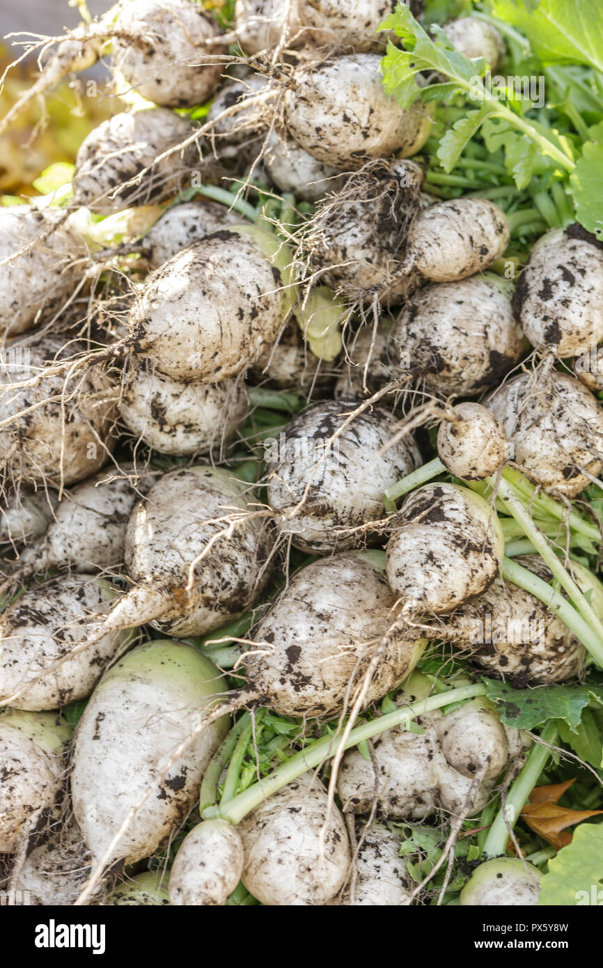 Chinese radish hi-res stock photography and images - Alamy
