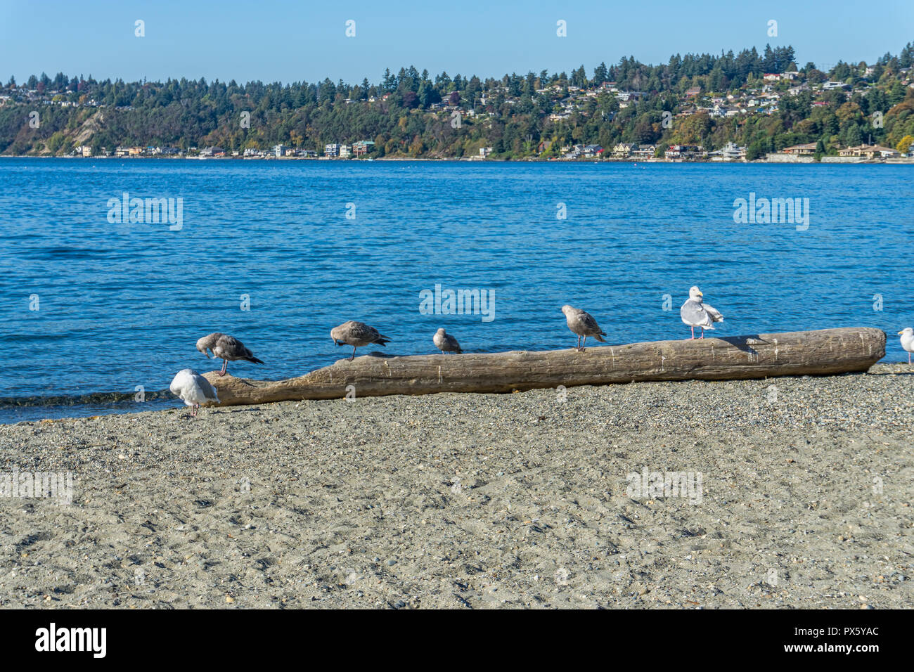 A veiw of shoreline birds and waterfront homes from Seahurst Beach Park ...