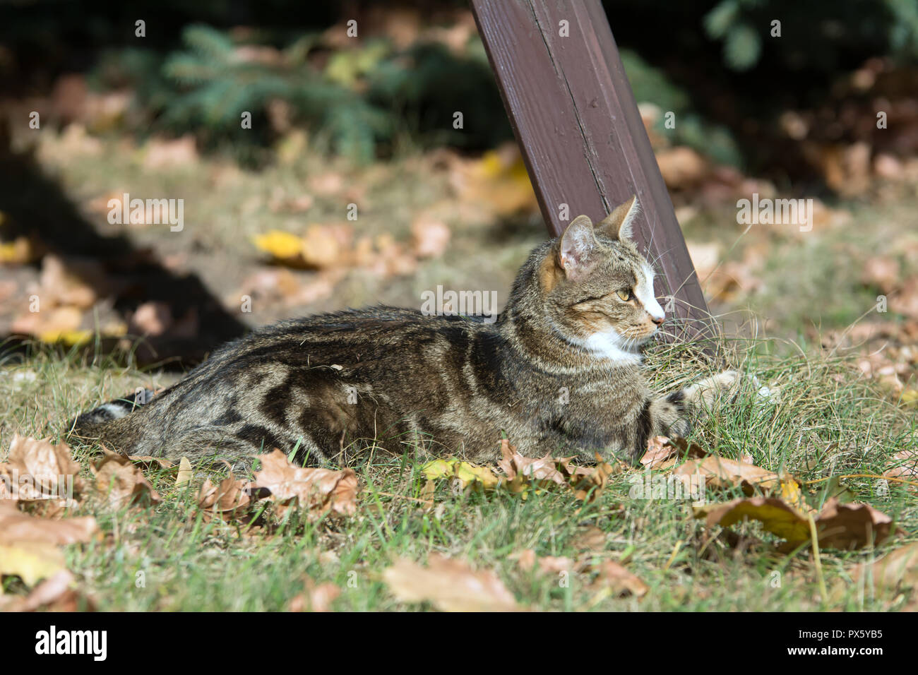 Black, beige and white cat lying in an autumn garden and holding a ...