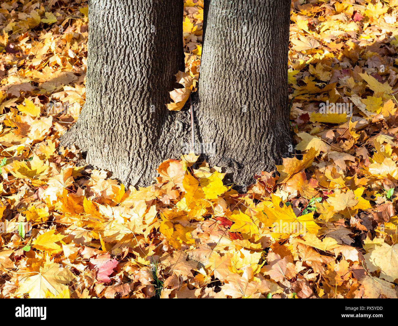 Twin colorful leaves hi-res stock photography and images - Alamy