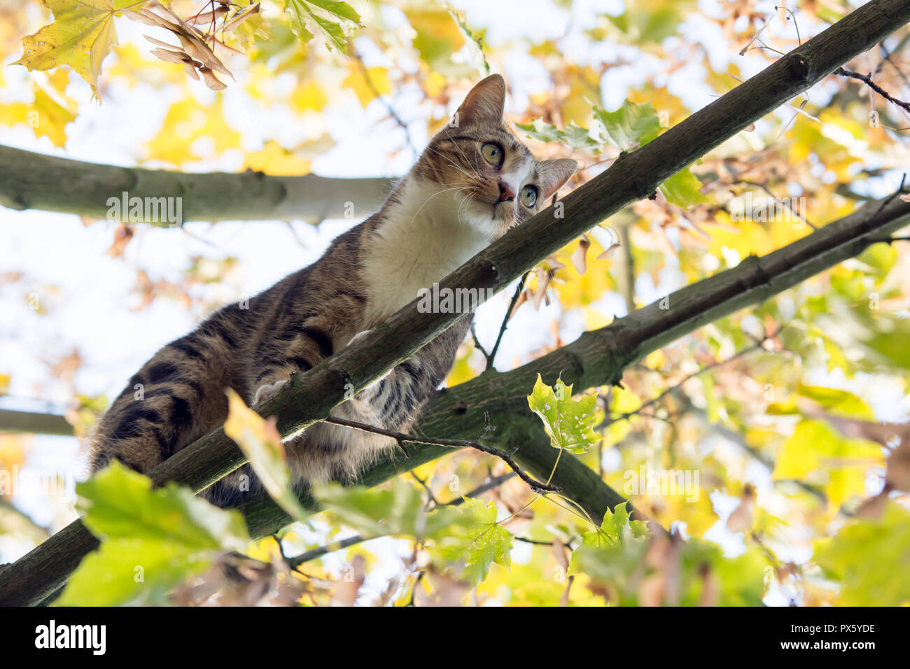 Black, beige and white cat walking on a branch high up a maple tree ...