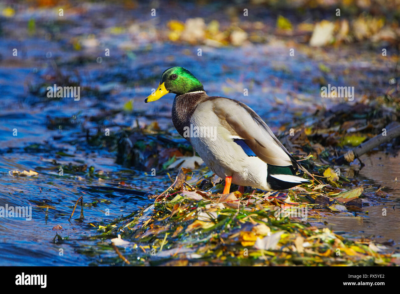Swamp duck hi-res stock photography and images - Alamy