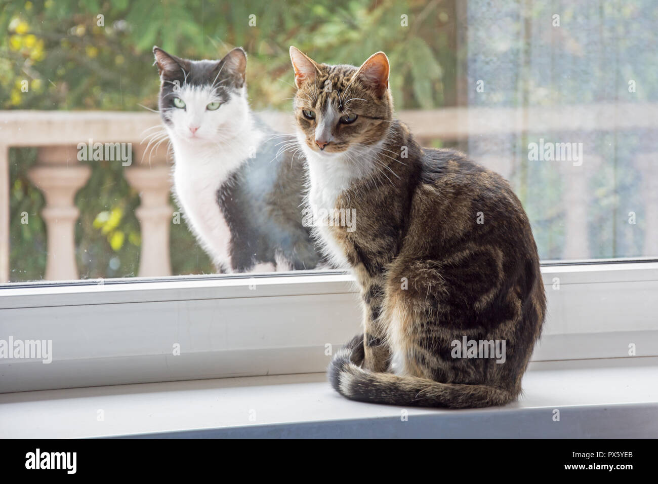 Two cats looking at each other hi-res stock photography and images - Alamy