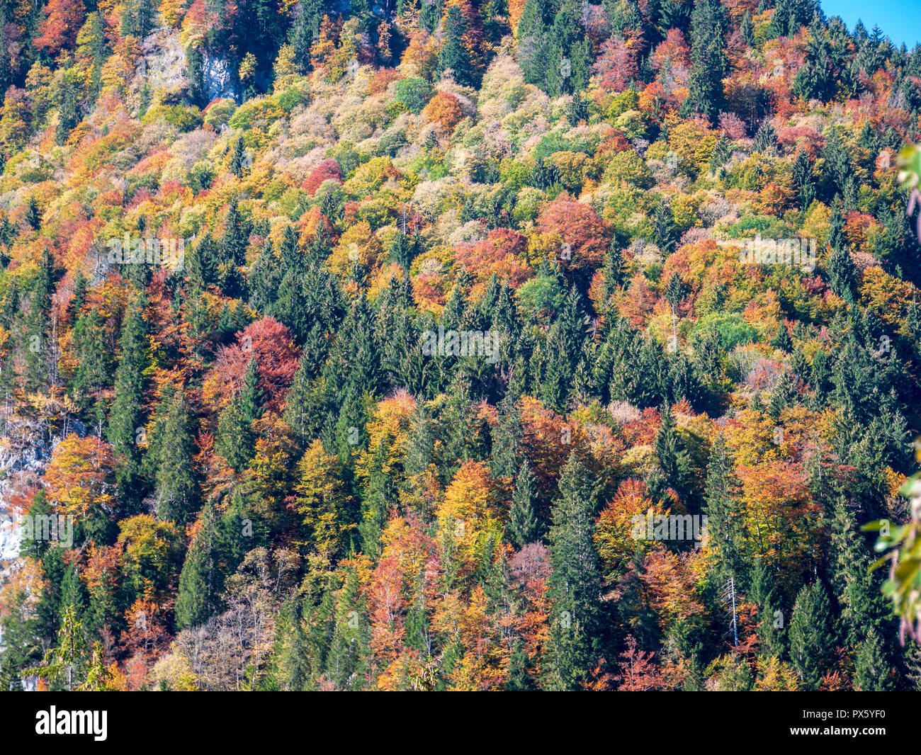 Image of colorful autumn trees in a mixed forest Stock Photo - Alamy