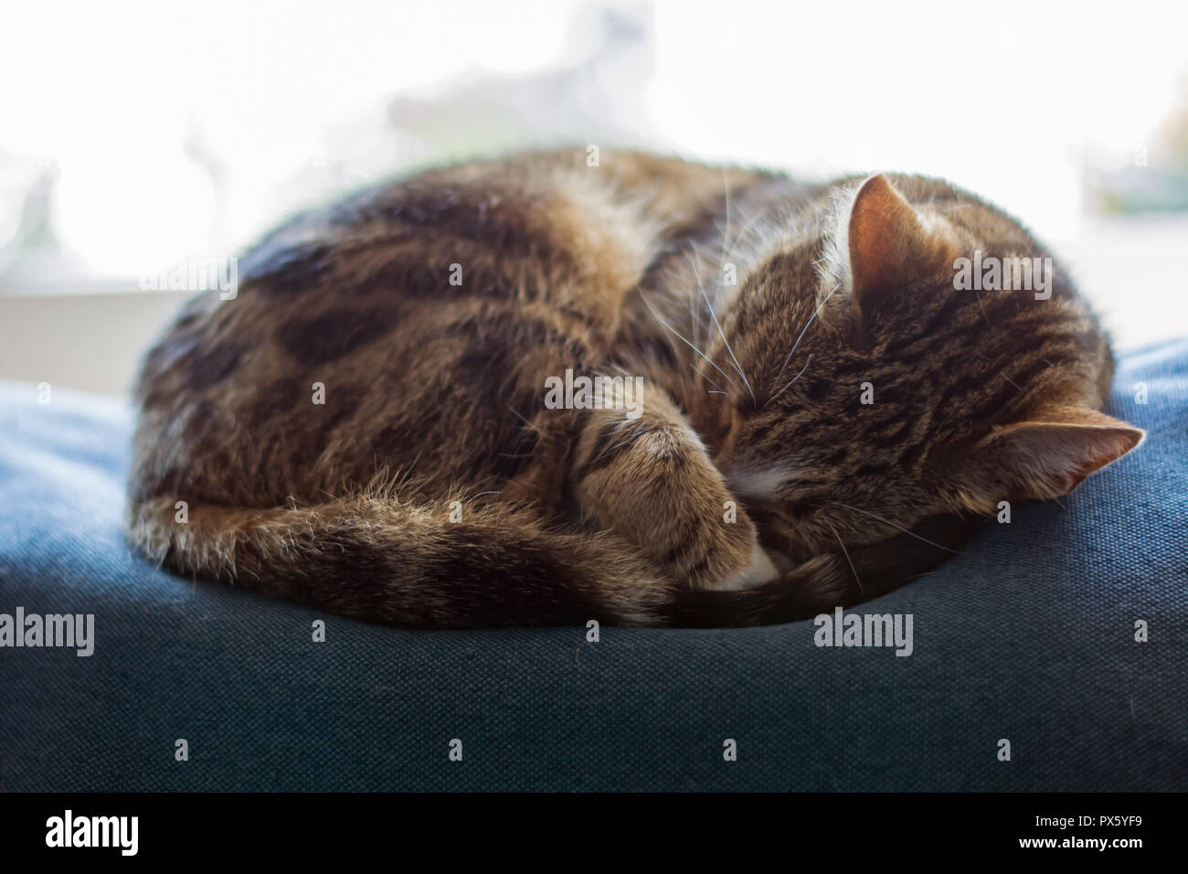 Black, beige and white cat curled up and fast asleep with its paw on ...