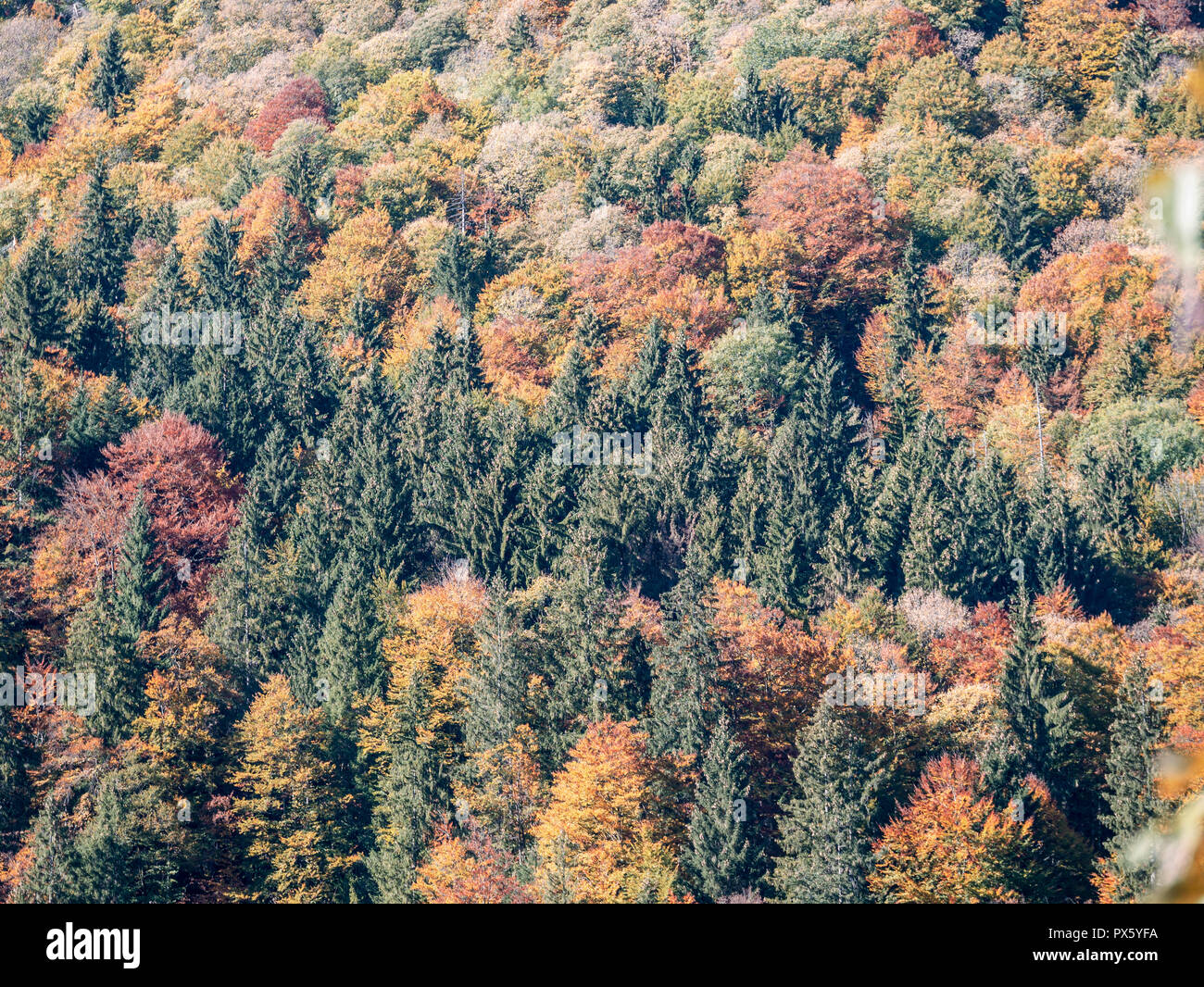 Image of colorful autumn trees in a mixed forest Stock Photo - Alamy
