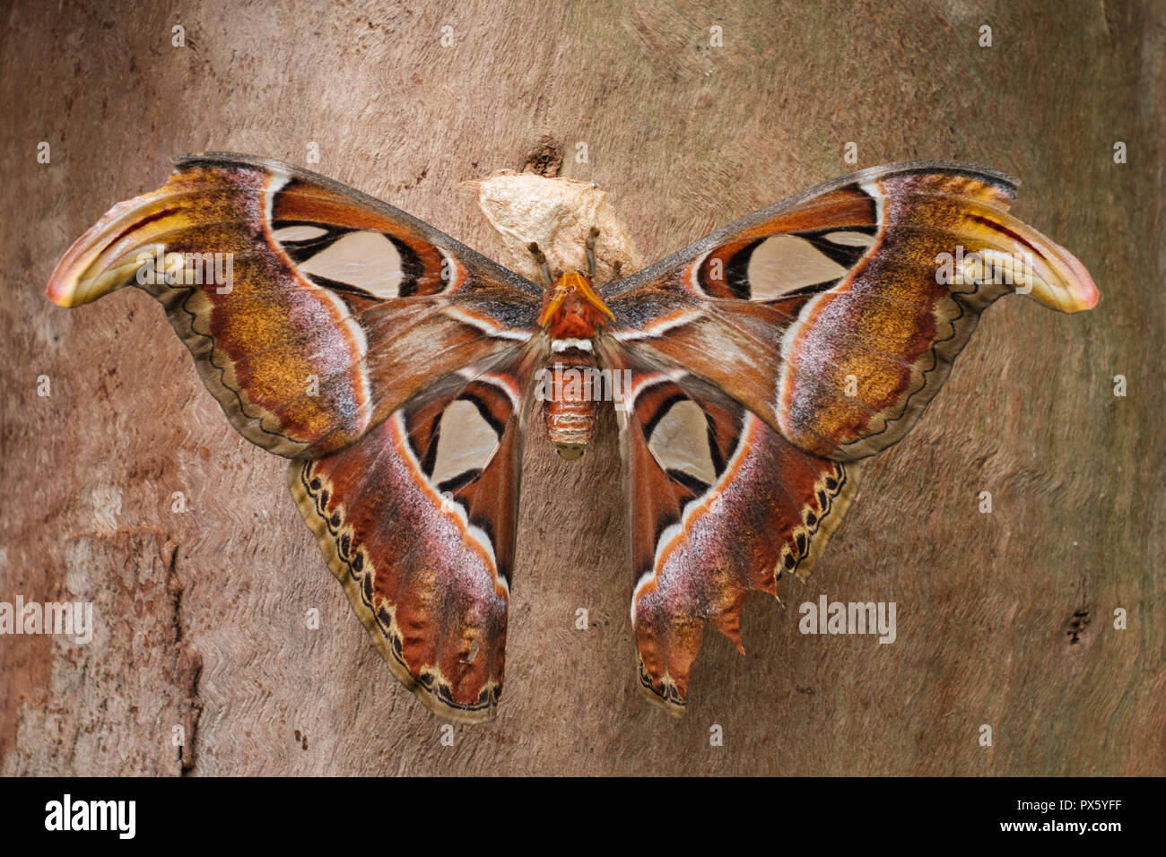 Atlas Butterfly - (Attacus Atlas), the biggest butterfly Stock Photo ...