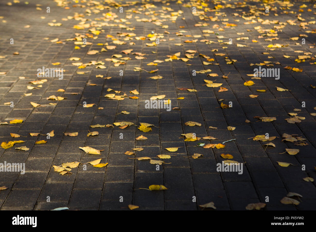 Fallen leaves on the asphalt hi-res stock photography and images - Alamy