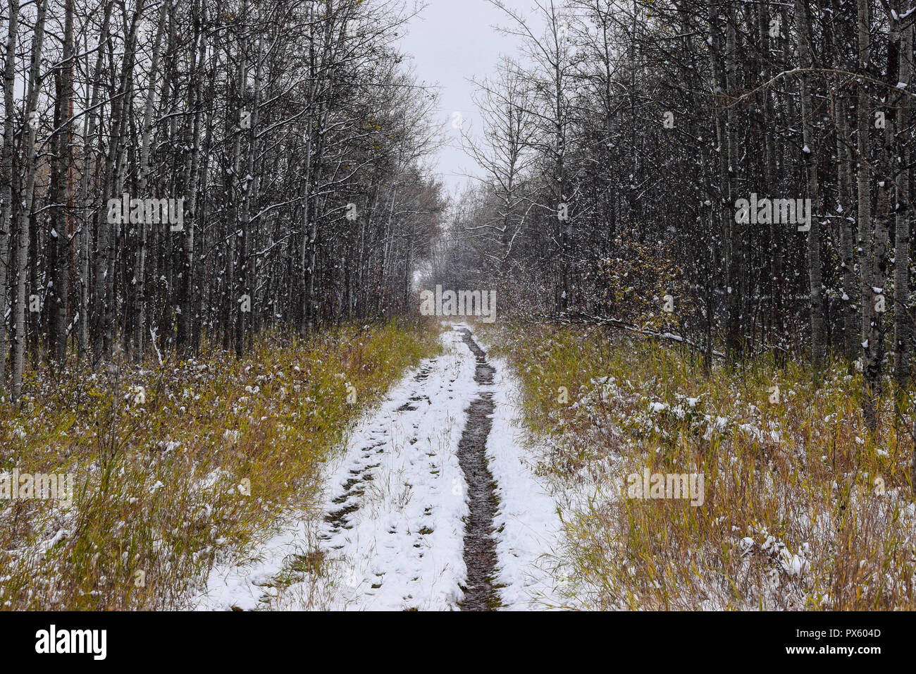 First snowfall trees hi-res stock photography and images - Alamy