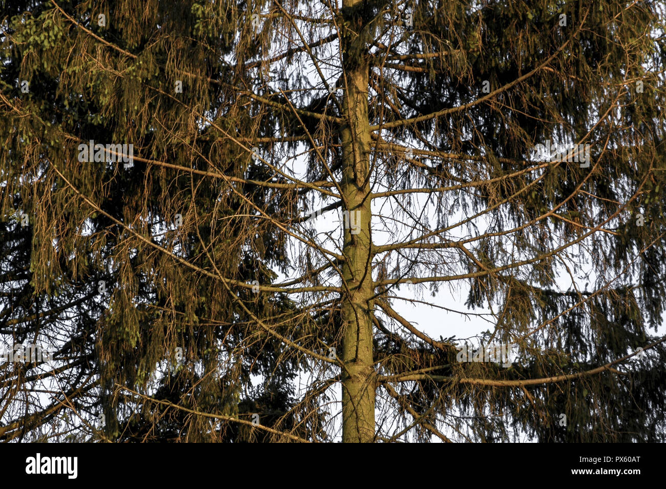 Fir tree, damaged, dead branches Stock Photo - Alamy