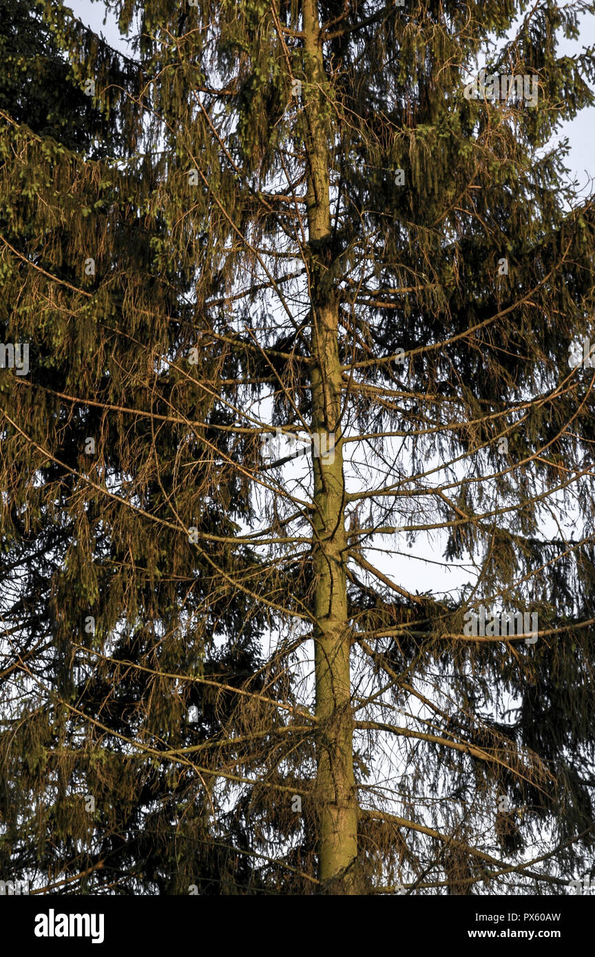 Fir tree, damaged, dead branches Stock Photo - Alamy