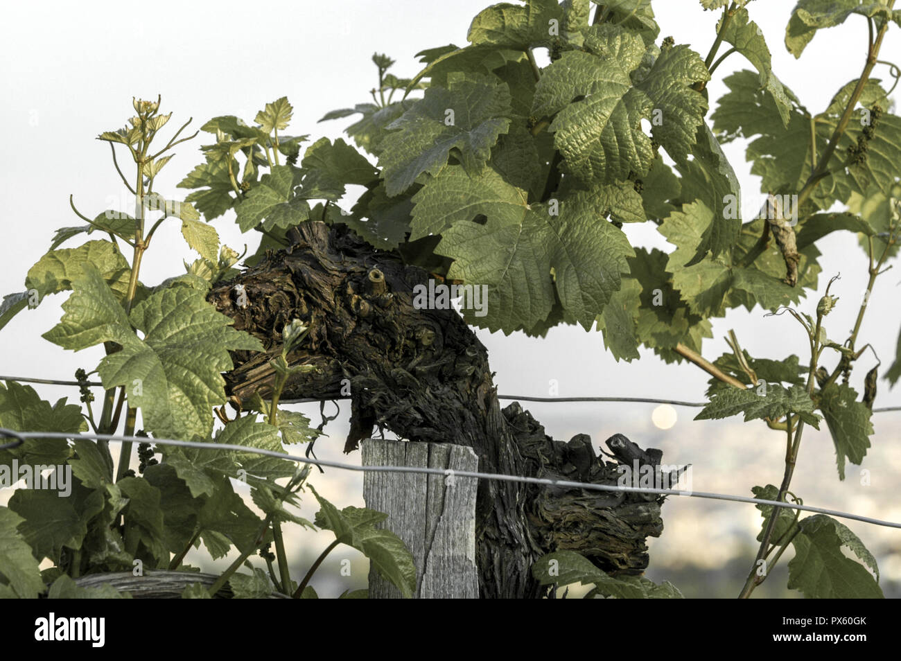 Vienna, Kahlenberg, vine yard, Austria, 19. district Stock Photo - Alamy