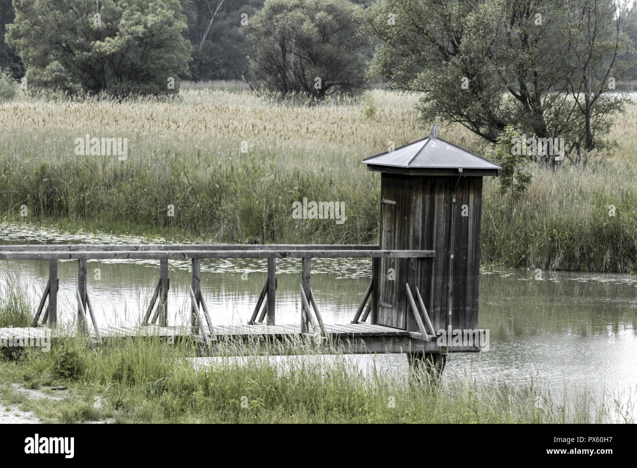 Schoenau at the Danube, riverside forests, Austria, Lower Austria ...