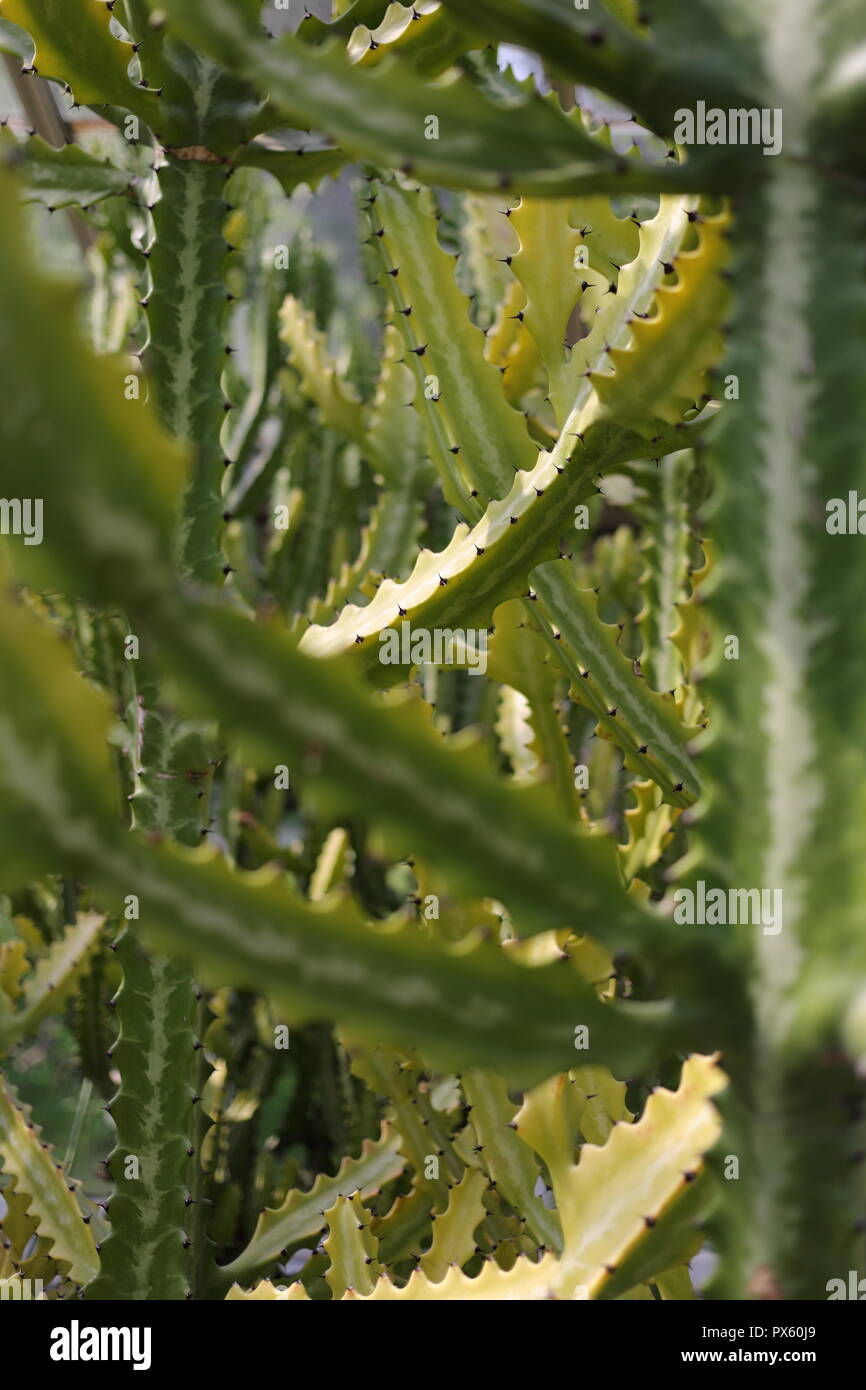 Cacti forest hi-res stock photography and images - Alamy