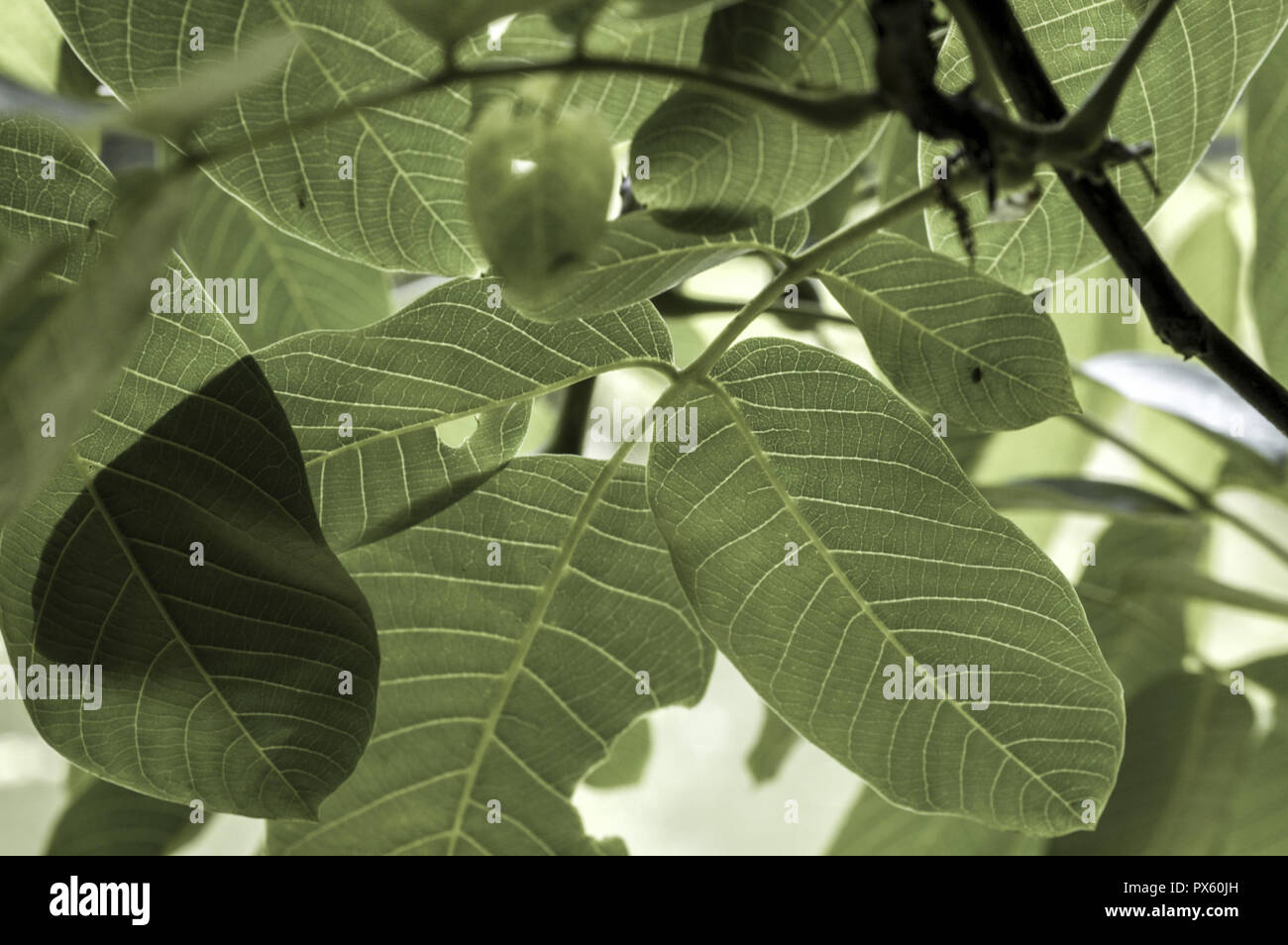 Spring green, leaves of walnut tree Stock Photo - Alamy