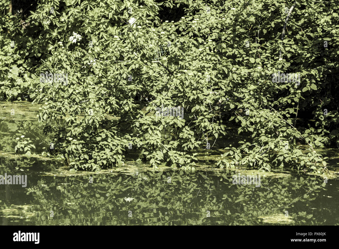 Riverside water, pond, riverside vegetation Stock Photo - Alamy