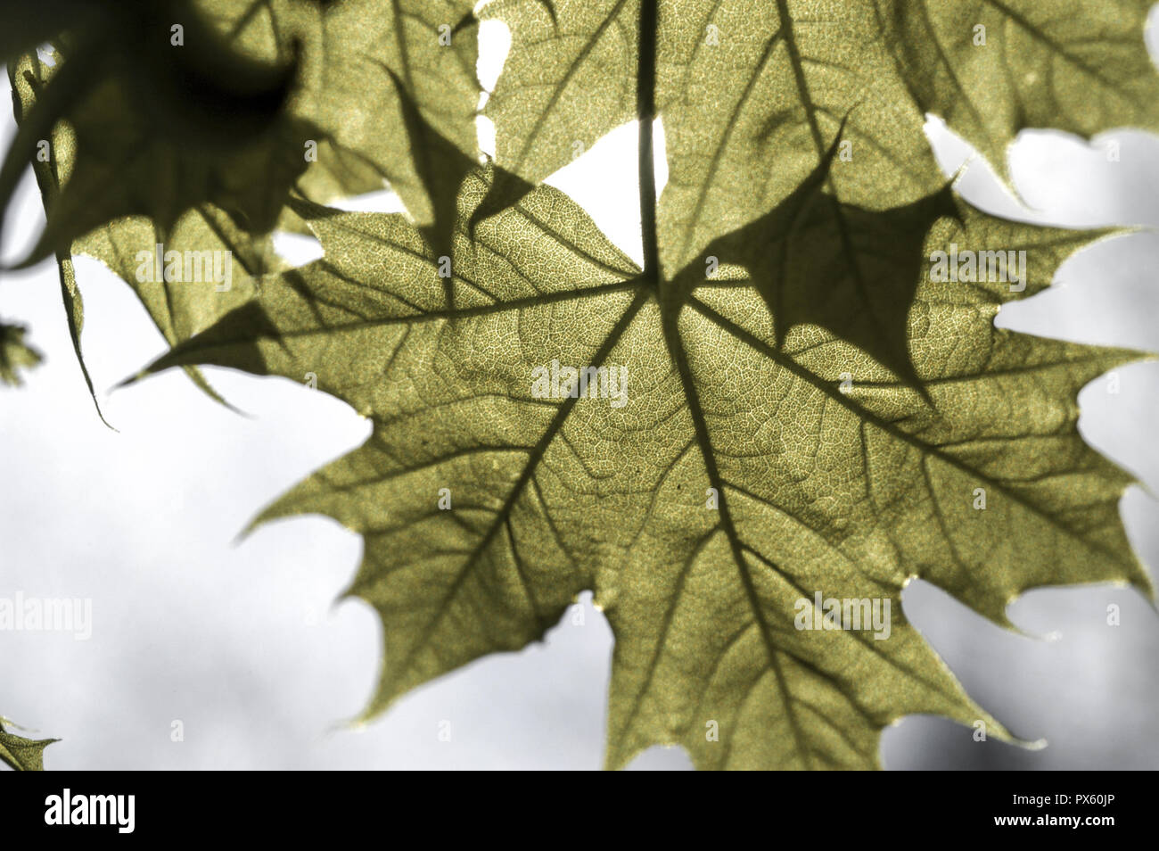 Young leave of maple tree in spring time, fresh green Stock Photo - Alamy