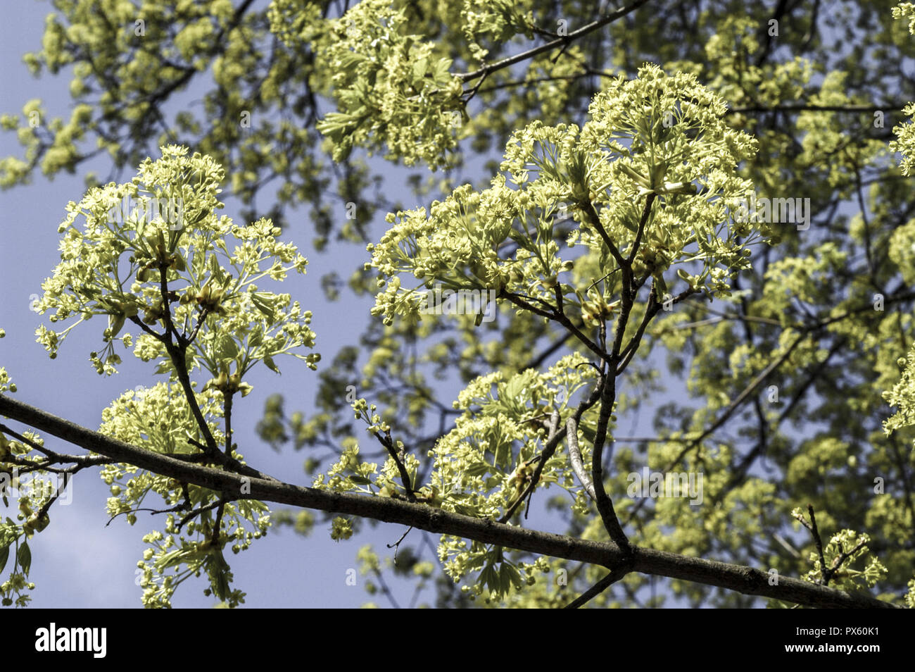 Acer tree in blossom, spring forest, spring time Stock Photo - Alamy