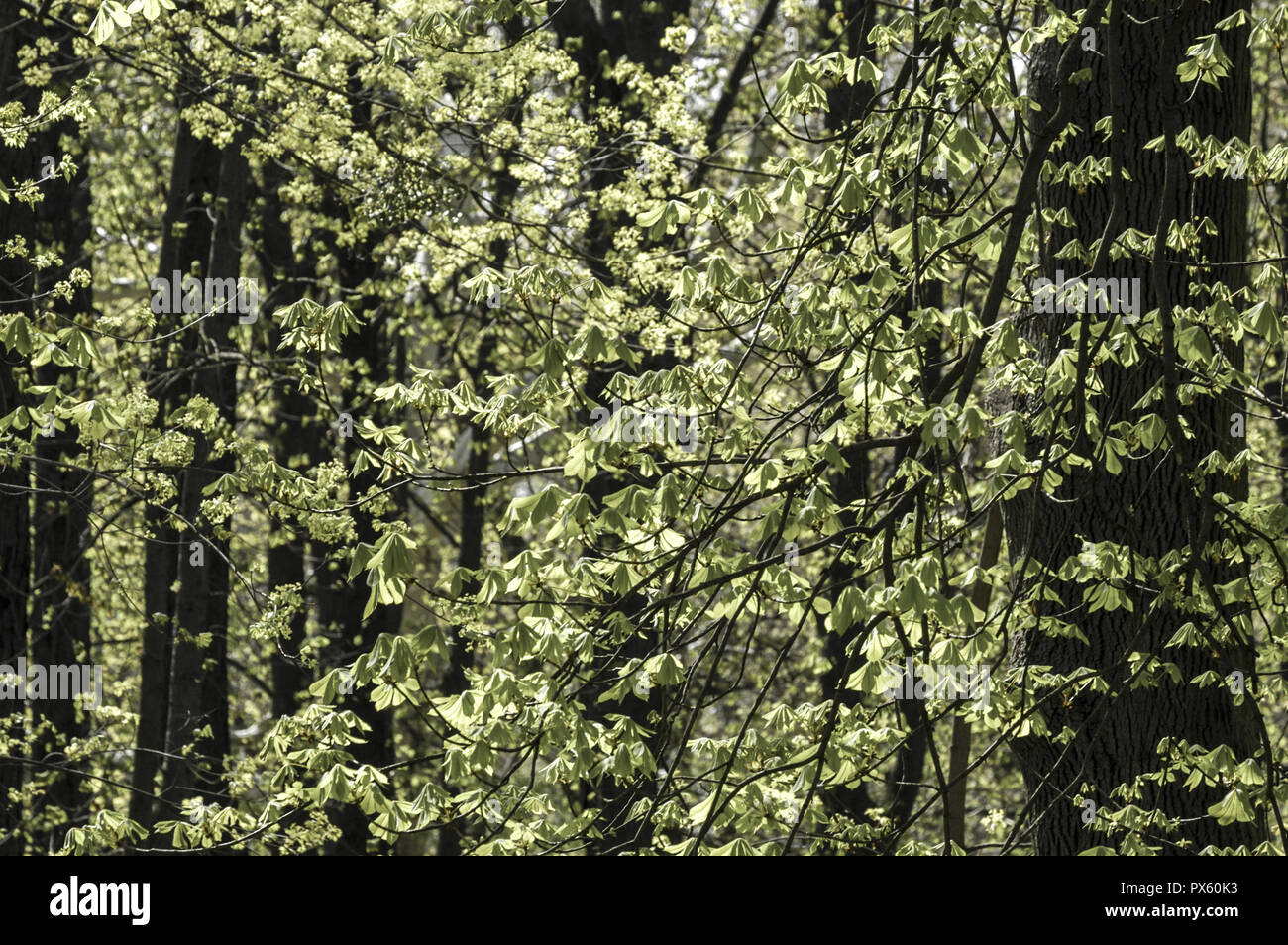 Riverside forest, spring forest, spring time Stock Photo - Alamy