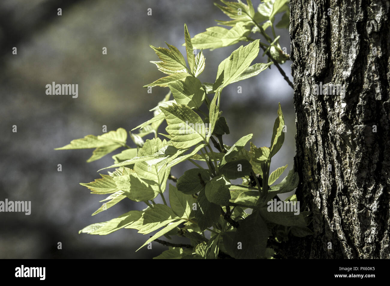 Young leave near tree trunk in spring time Stock Photo - Alamy