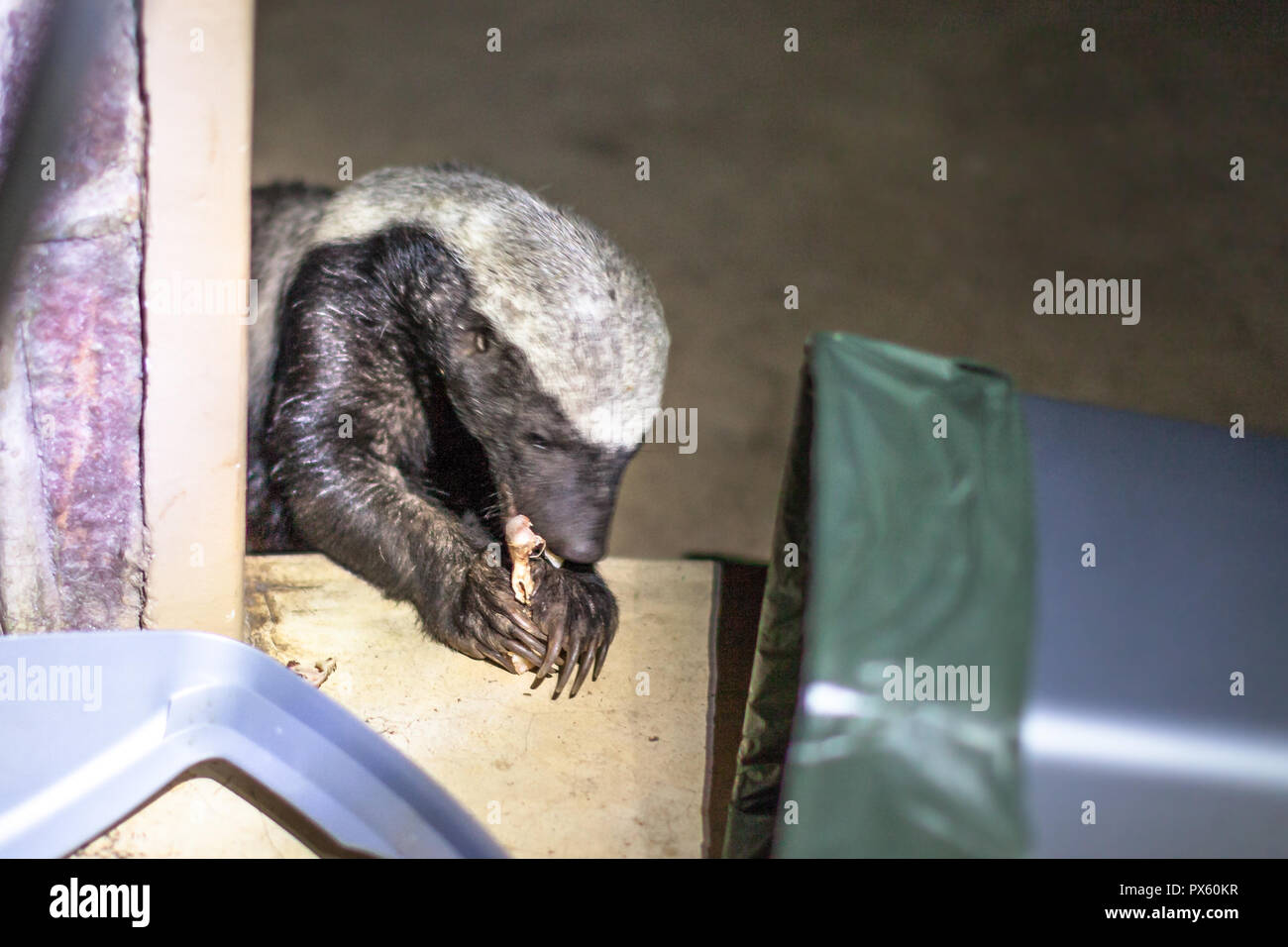 Badass honey badger hi-res stock photography and images - Alamy