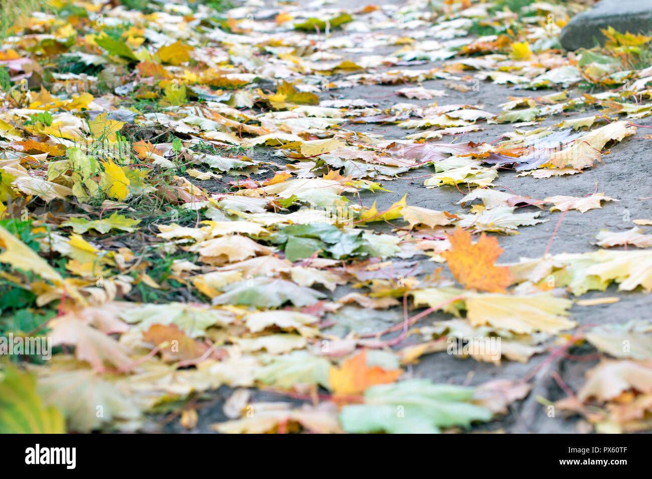 Colorful fallen autumn leaves, background on the ground. Russia Stock ...