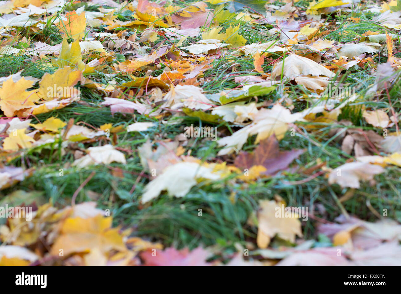 Colorful fallen autumn leaves, background on the ground. Russia Stock ...