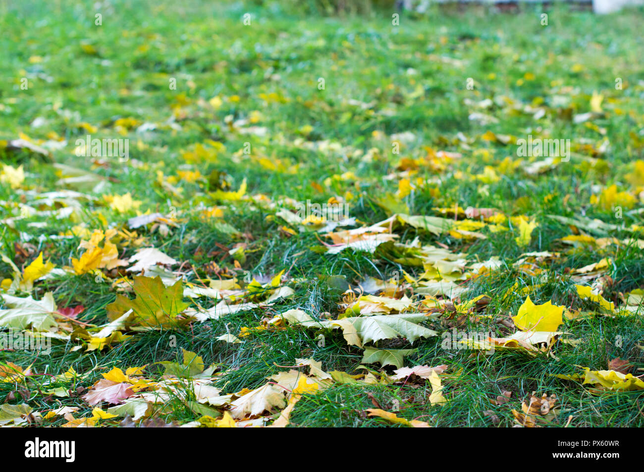 Colorful fallen autumn leaves, background on the ground. Russia Stock ...