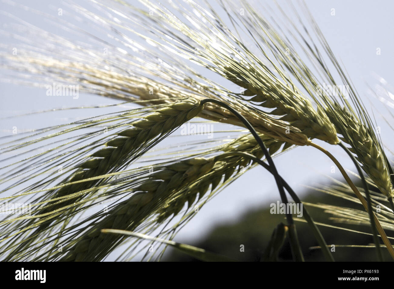 Crops, Croatia, Istria Stock Photo - Alamy