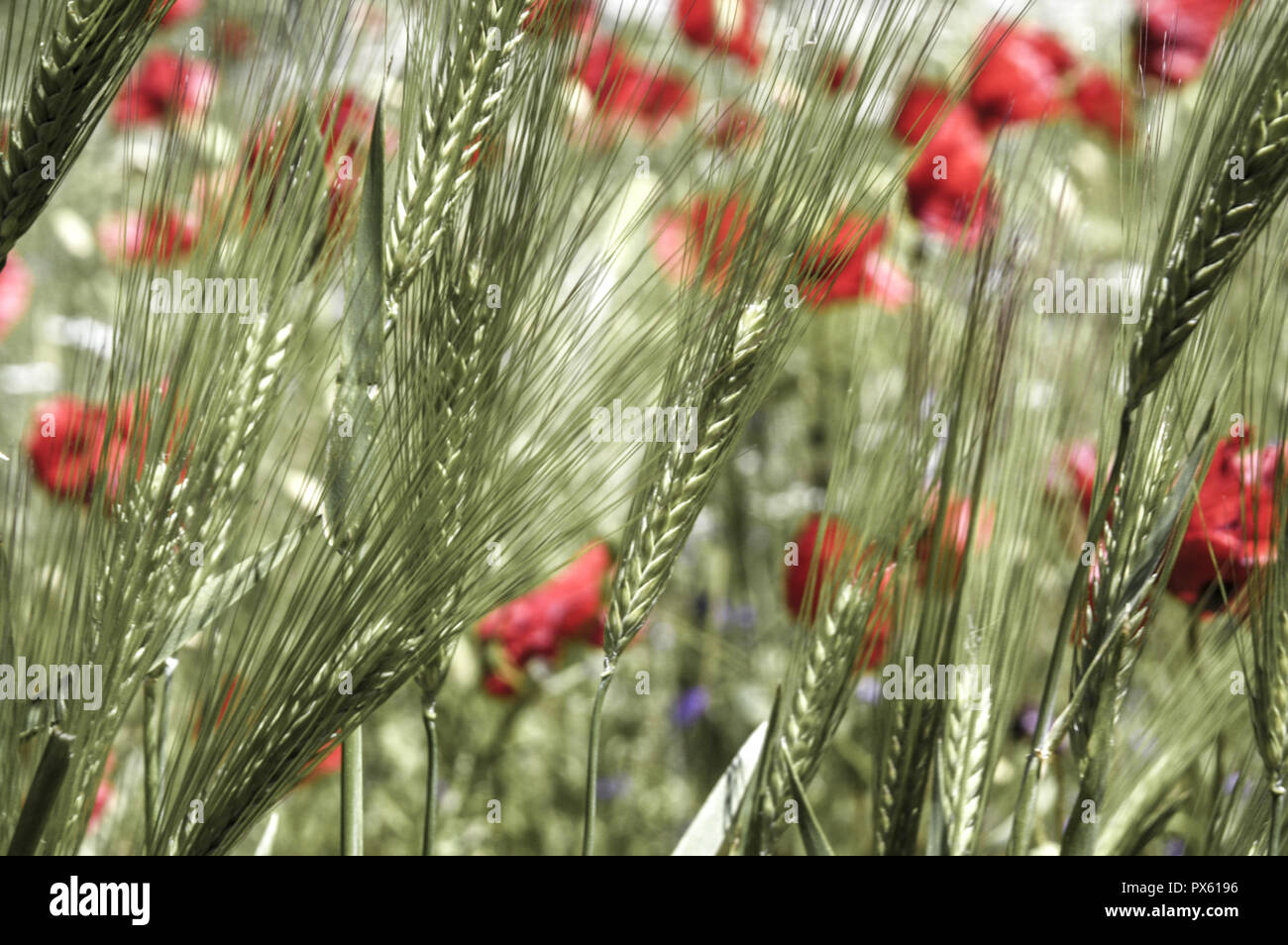 Corn poppy in blossom, crops, Croatia, Istria Stock Photo - Alamy