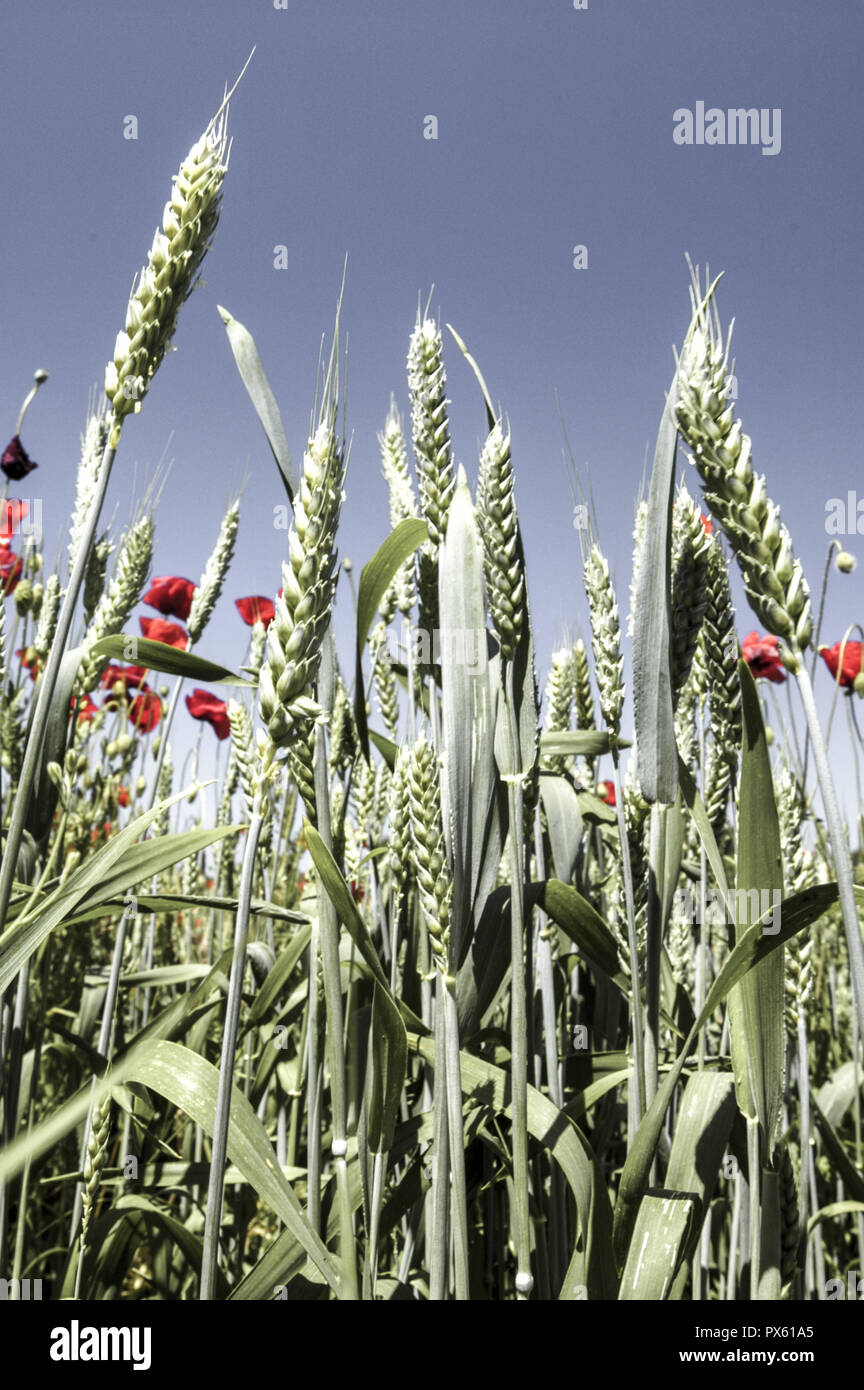 Corn poppy in blossom, crops, Croatia, Istria Stock Photo - Alamy