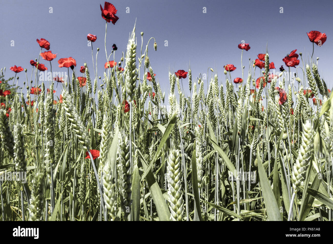 Corn poppy in blossom, crops, Croatia, Istria Stock Photo - Alamy