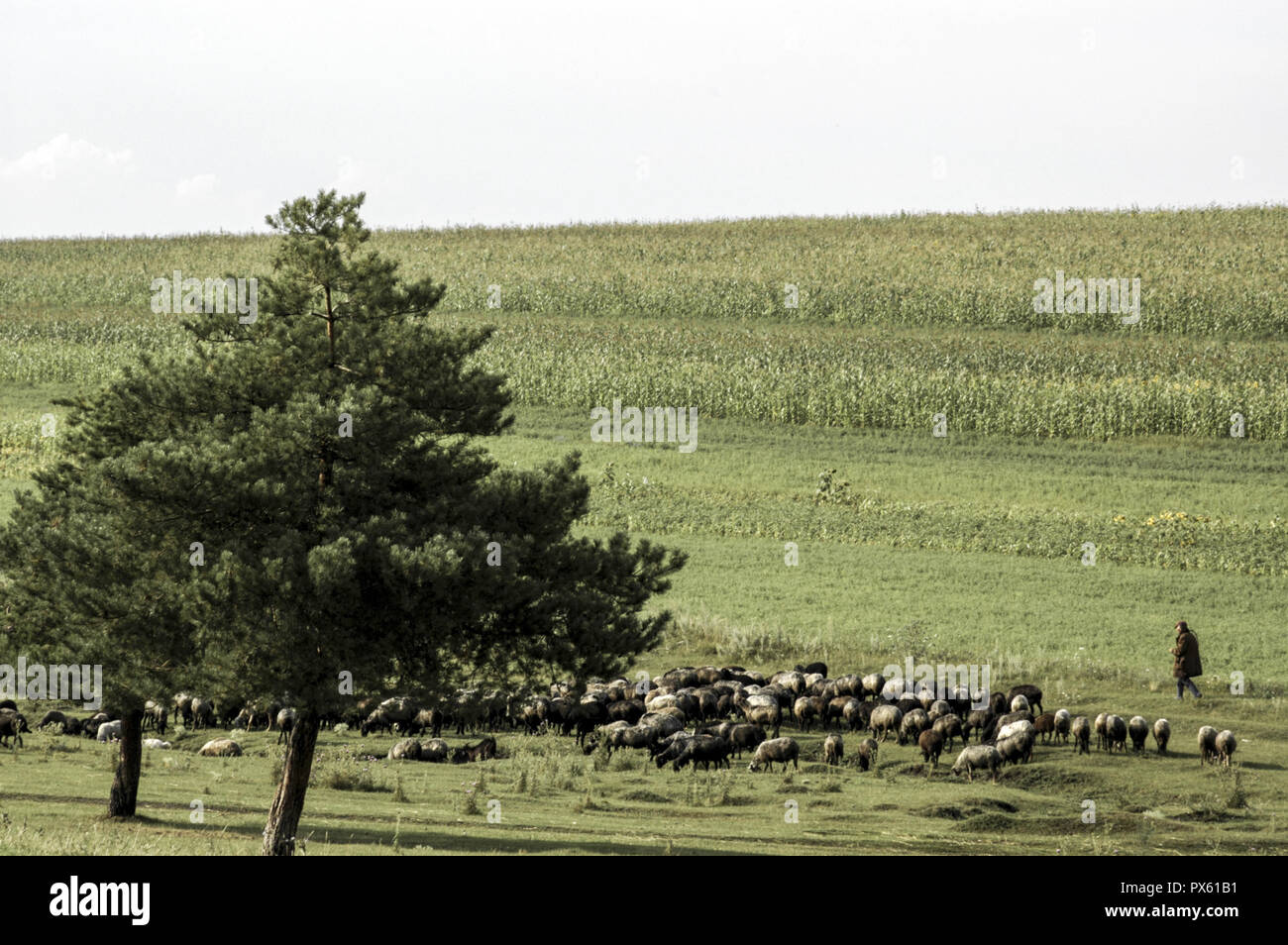 Moldova, shepherd, Northern Moldova Stock Photo - Alamy