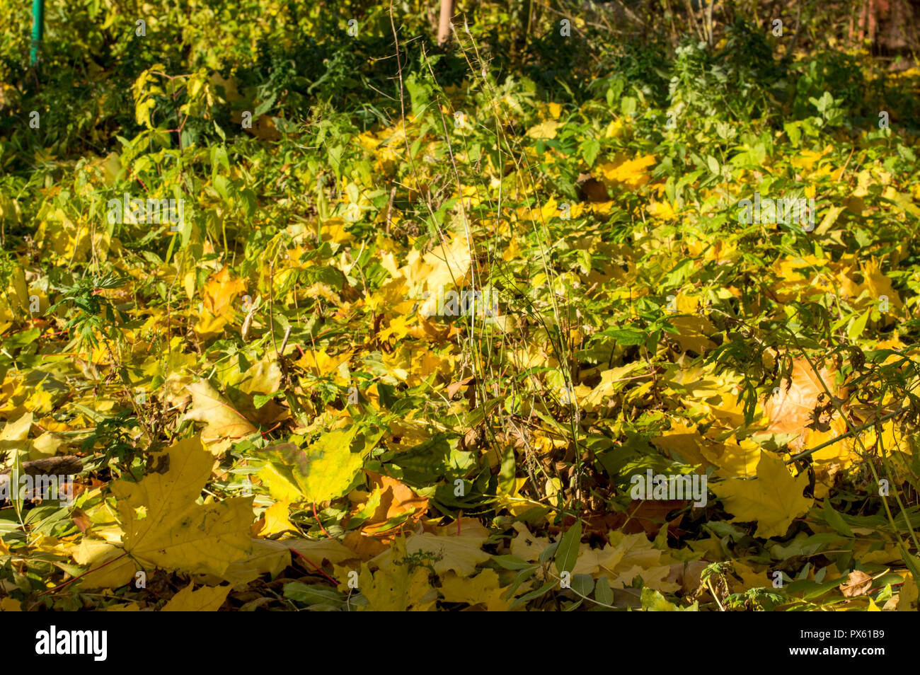 Colorful fallen autumn leaves, background on the ground. Sunny day ...