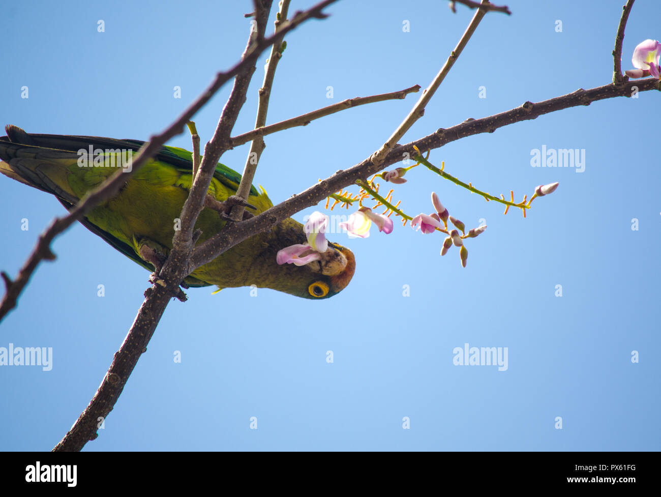 Parrot on beach hi-res stock photography and images - Alamy